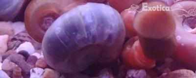 Nieuw binnen/New arrivals | Drupal