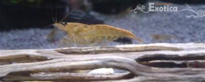 Nieuw binnen/New arrivals | Drupal